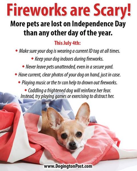 Have a Happy 5th of July! | Great Dane Rescue of North Texas