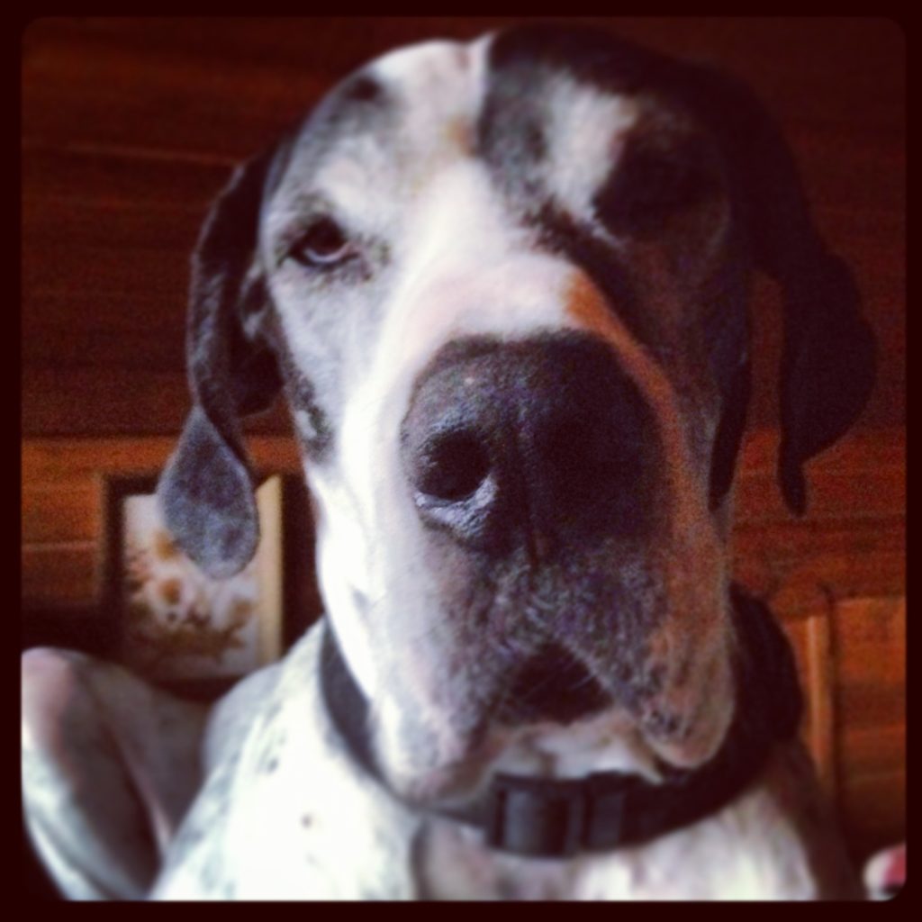 Great Dane Rescue of North Texas