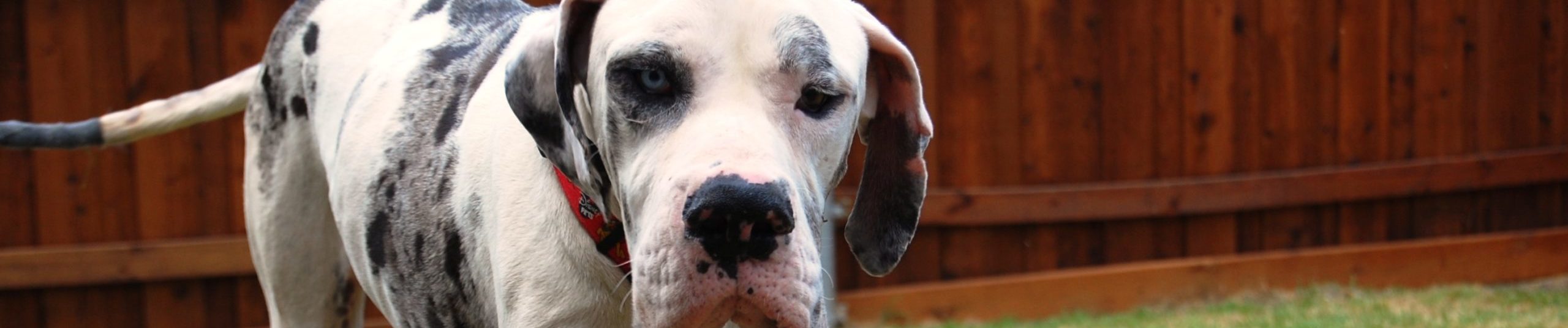 Griffin UPDATE! | Great Dane Rescue of North Texas