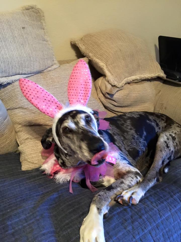 Happy Easter, Passover and Spring! | Great Dane Rescue of North Texas