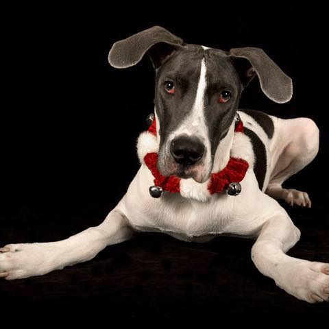 Gifts of Holiday Past, Present and Future | Great Dane Rescue of North ...