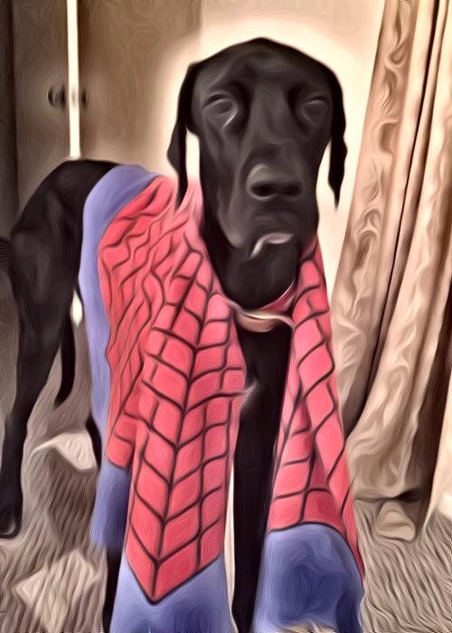 Keeping Your Pet Safe from Halloween Scares! | Great Dane Rescue of ...