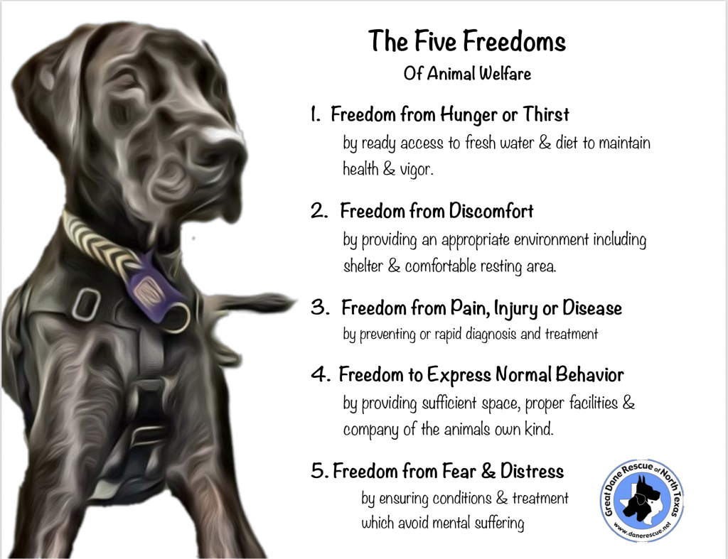 5 Freedoms of Animal Welfare | Great Dane Rescue of North Texas