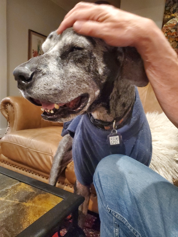 When 3 Months becomes 22 Months and Counting! | Great Dane Rescue of ...